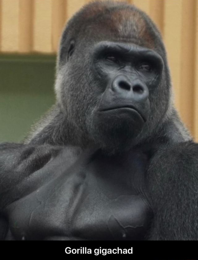 Gorilla gigachad - Gorilla gigachad - iFunny