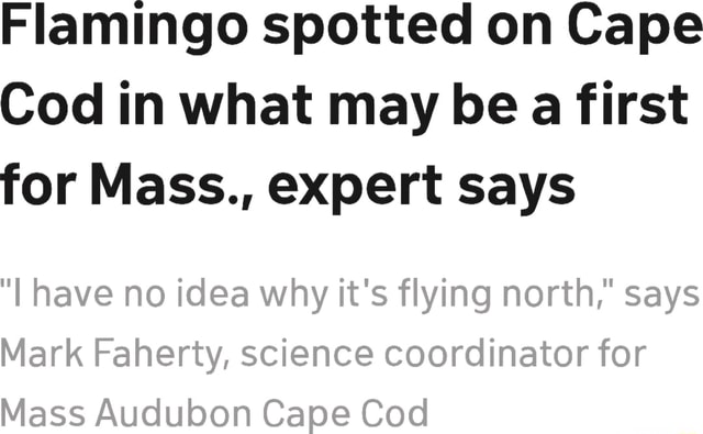 Flamingo spotted on Cape Cod in what may be first for Mass., expert ...