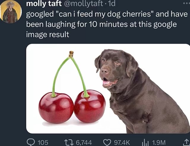 Molly taft @mollytaft - googled "can feed my dog cherries" and have ...