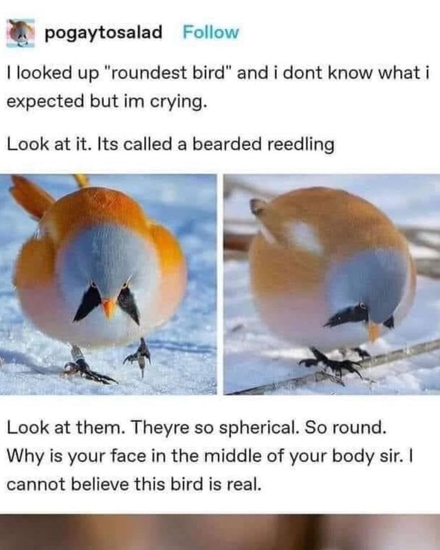 Look at this bird! 😍 - I looked up "roundest bird" and i dent know what ...