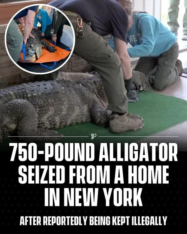 A blind alligator weighing over 700 pounds and measuring more than 10 ...