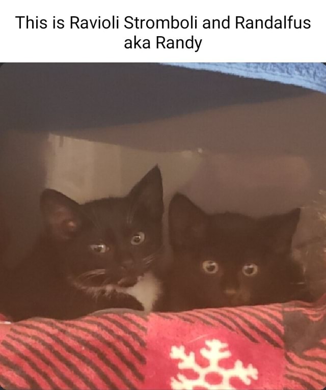 This is Ravioli Stromboli and Randalfus aka Randy - iFunny