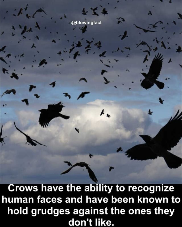 Thoughts facts memes explore - @blowingfact ' S iP ND Crows have the ...
