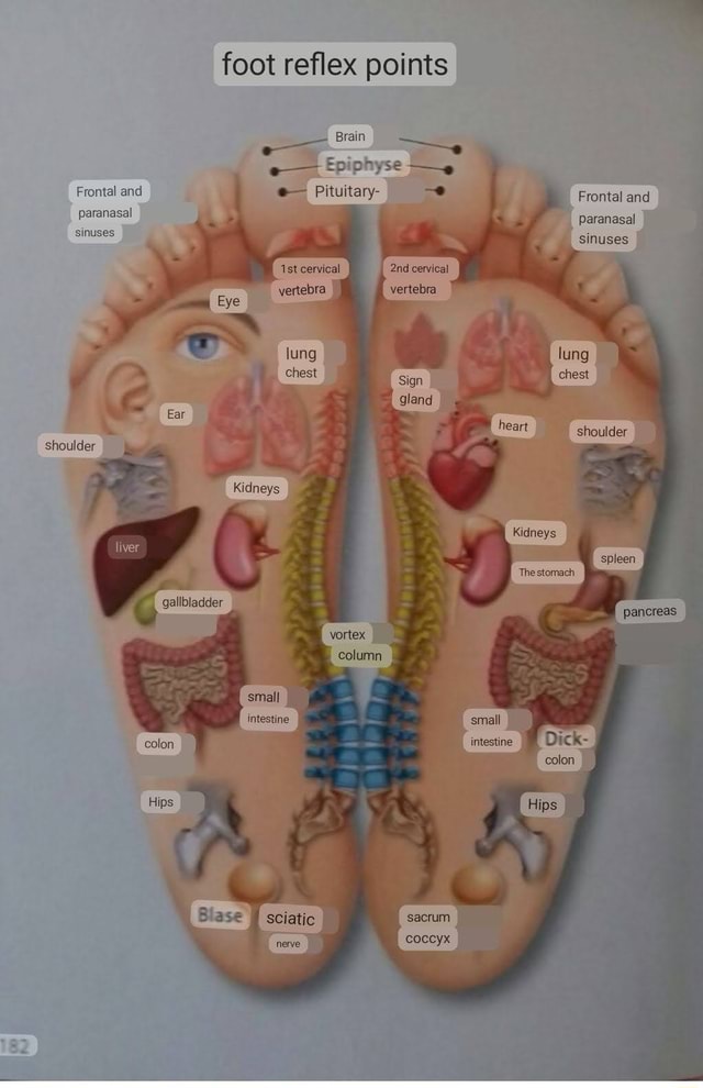 Foot reflex points Brain e- _Epiphyse Frontal and Pituitary- Frontal ...