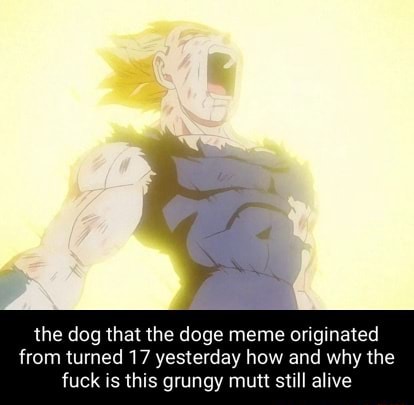 The dog that the doge meme originated from turned 17 yesterday how and ...