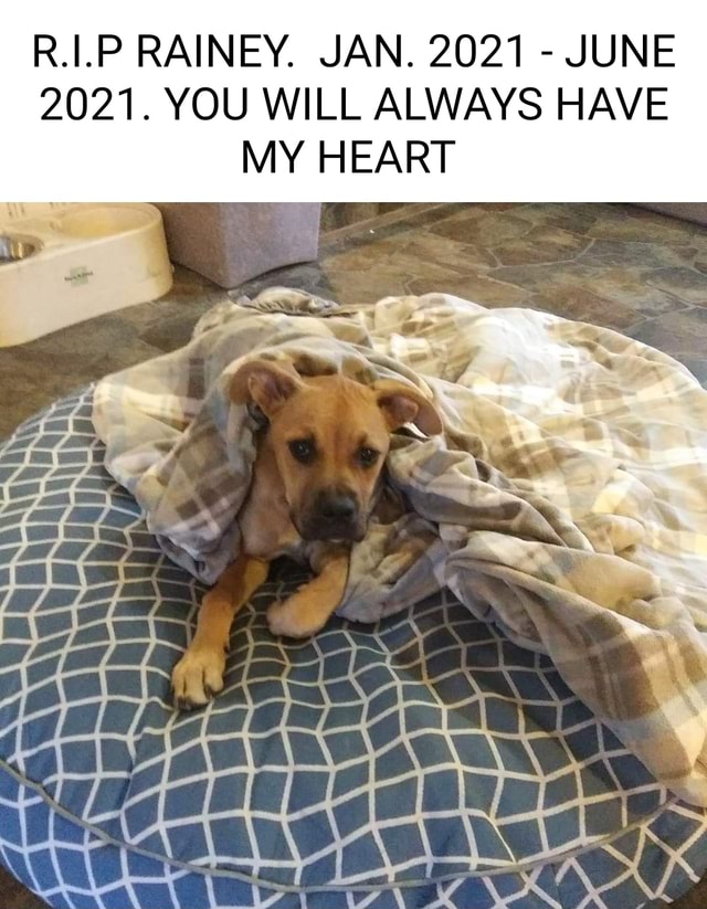 R.I.P RAINEY. JAN. 2021 - JUNE 2021. YOU WILL ALWAYS HAVE MY - America ...
