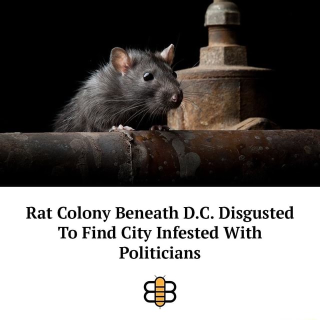 Rat Colony Beneath D.C. Disgusted To Find City Infested With ...