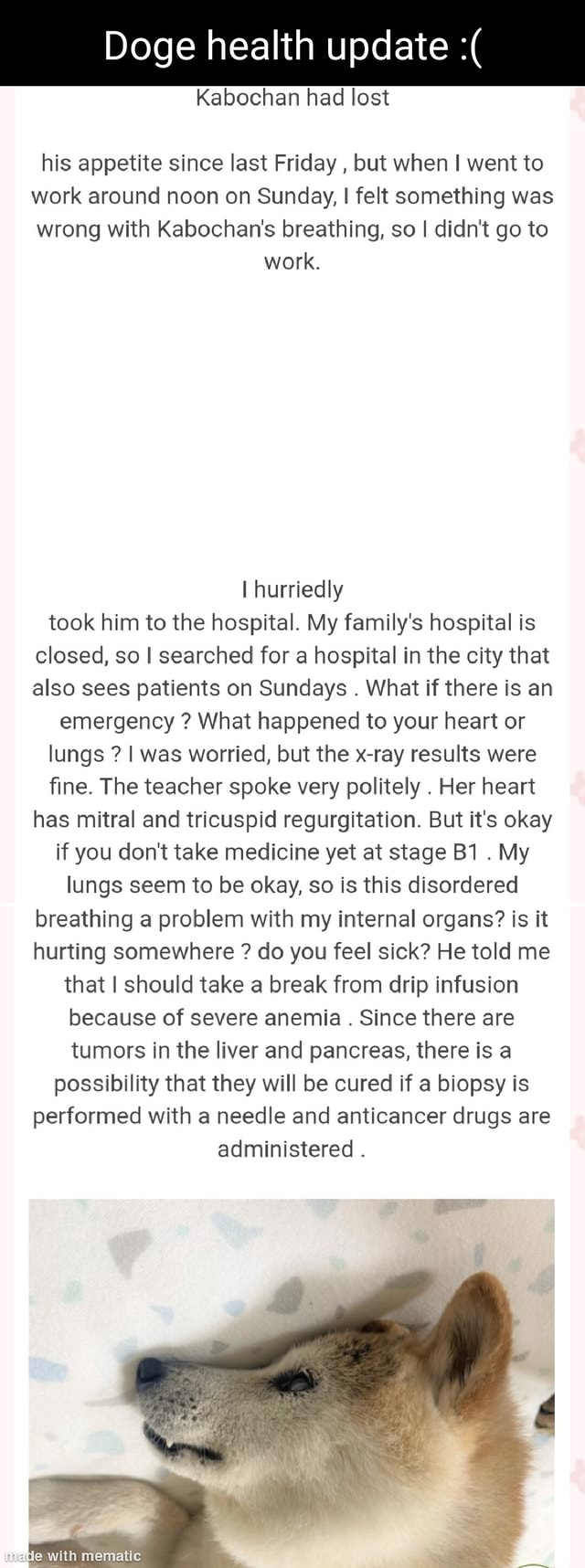 Doge health update Kabochan had lost his appetite since last Friday ...