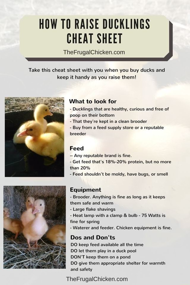 HOW TO RAISE DUCKLINGS CHEAT SHEET Take this cheat sheet with you when ...