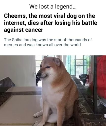 We lost a legend... Cheems, the most viral dog on the internet, dies ...