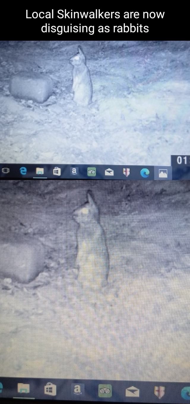 Local Skinwalkers are now disguising as rabbits - iFunny