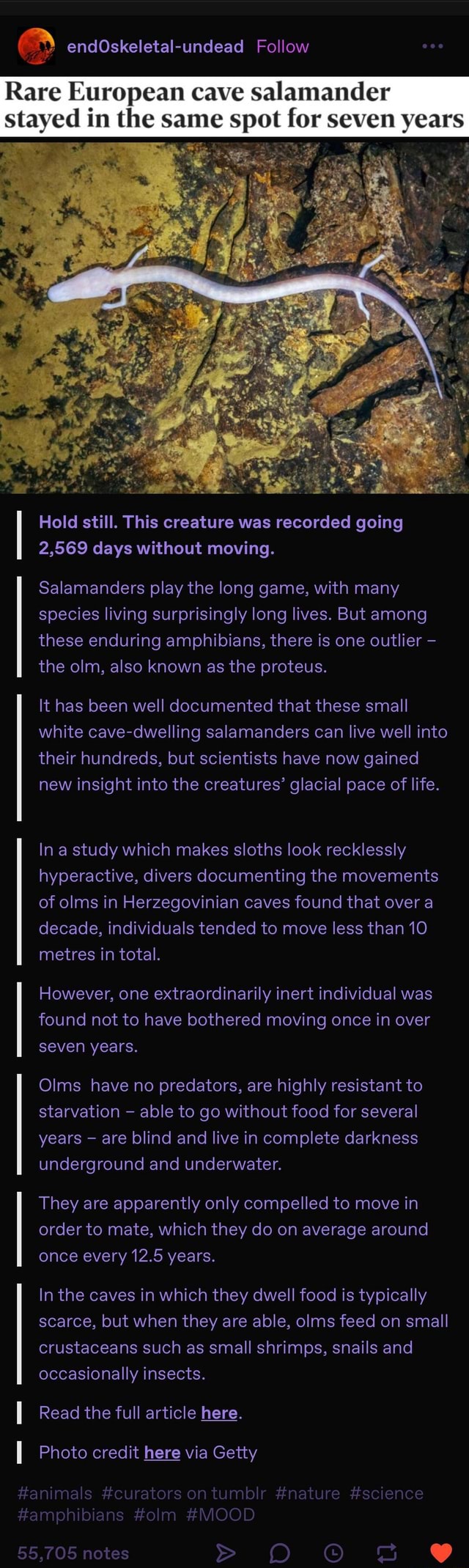 Rare European cave salamander stayed in the same spot for seven years ...