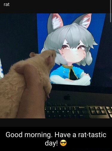 Rat Good morning. Have a rat-tastic day! - iFunny