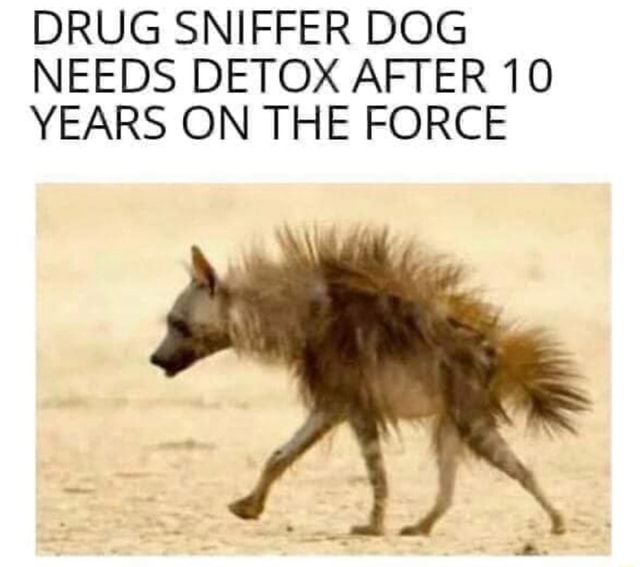 DRUG SNIFFER DOG NEEDS DETOX AFTER 10 YEARS ON THE FORCE - iFunny