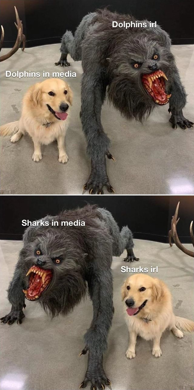 Dolphins irl Dolphins in media Sharks in media Sharks irl SS - iFunny