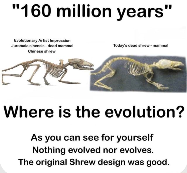 "160 million years" Evolutionary Artist impression Juramaia sinensis ...