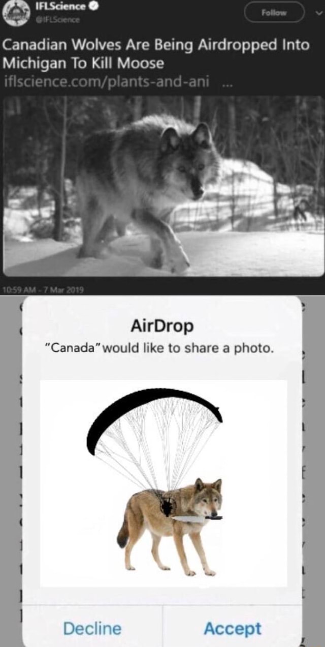 Canadian Wolves Are Being Airdropped Into Michigan To Kill Moose A ...