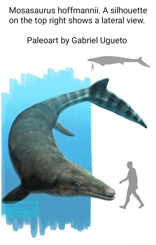 Mosasaurus hoffmannii. A silhouette on the top right shows a lateral ...