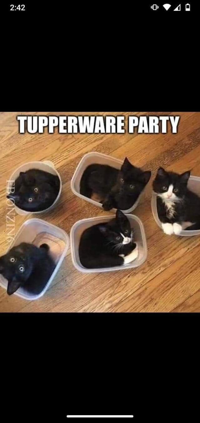 TUPPERWARE PARTY - iFunny