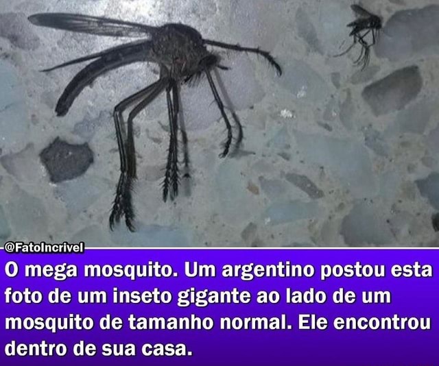 La o O mega mosquito. Um argentino postou esta -Fatolncrivel foto de um inseto gigante ao lado ...
