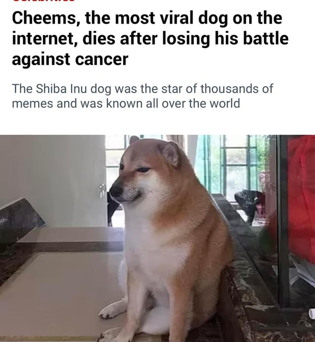Cheems, the most viral dog on the internet, dies after losing his ...
