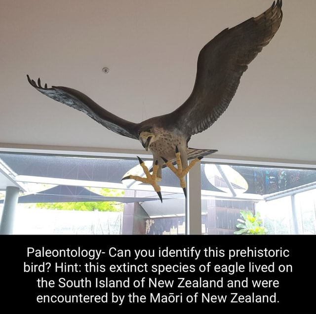 Paleontology- Can you identify this prehistoric bird? Hint: this ...