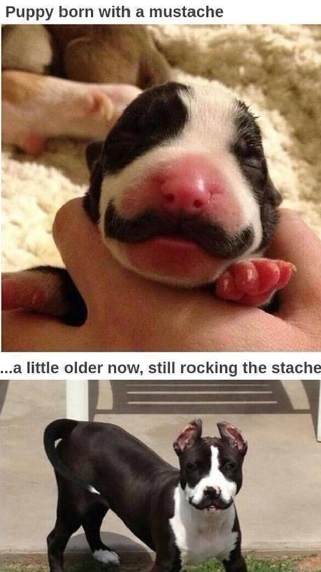 Puppy born with mustache littie-aider now, still rocking the stache - iFunny