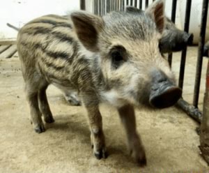 Baby Picture of the University of Arkansas live mascot Tusk V! - iFunny