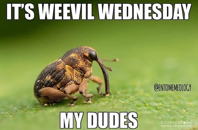Happy #weevilwednesday ! #weevils #curculionidae #weevilmemes # ...