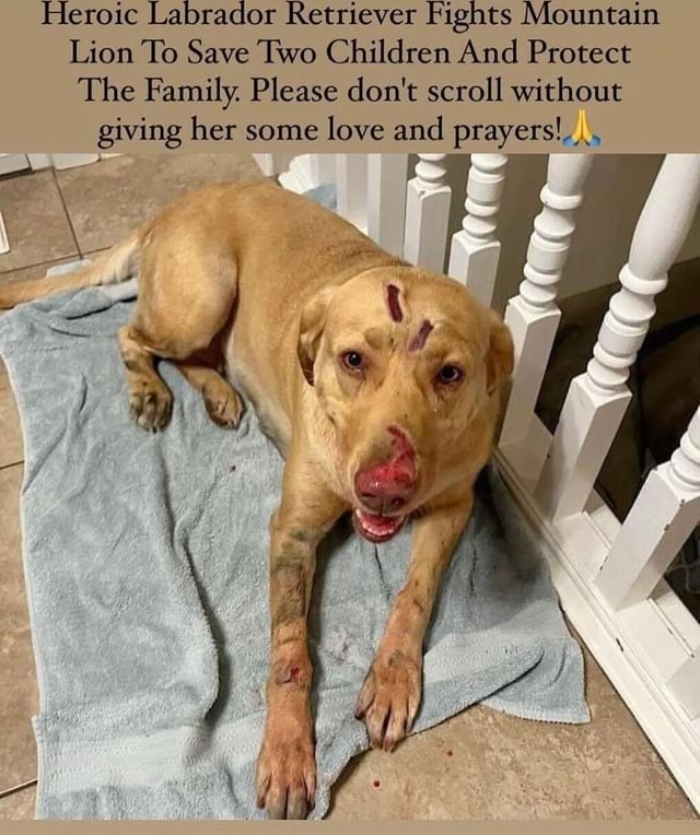 Heroic Labrador Retriever Fights Mountain Lion To Save Two Children And ...