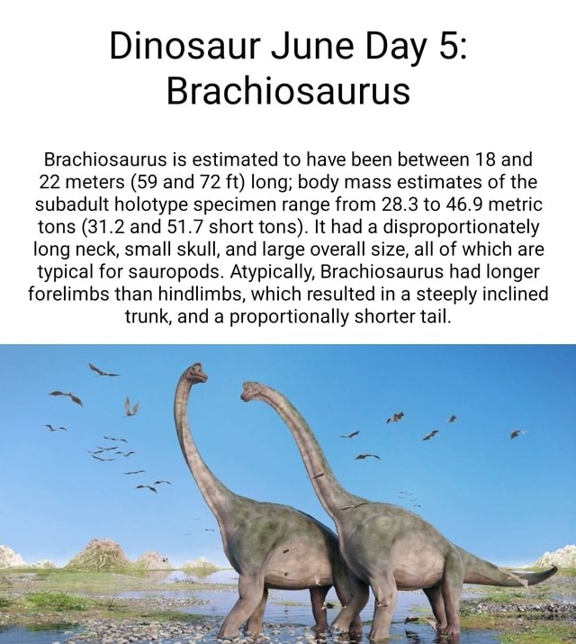 Dinosaur June Day 5: Brachiosaurus Brachiosaurus is estimated to have ...
