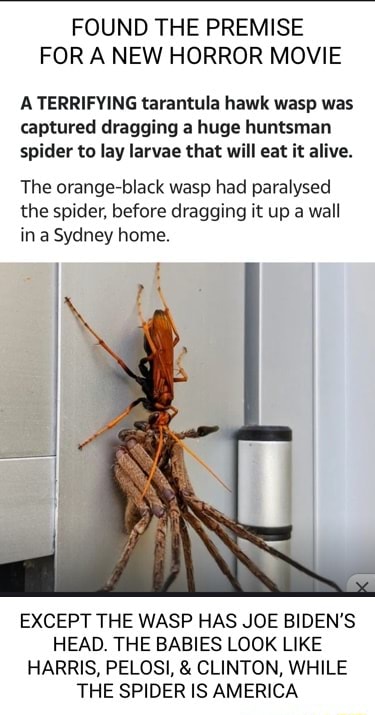 FOUND THE PREMISE FOR A NEW HORROR MOVIE A TERRIFYING tarantula hawk ...
