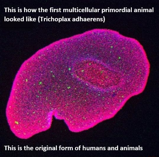 This is how the first multicellular primordial animal looked like ...