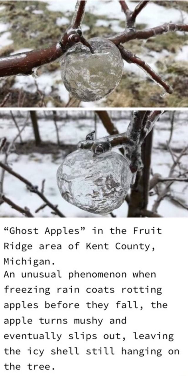 “Ghost Apples” in the Fruit Ridge area of Kent County, Michigan. An ...