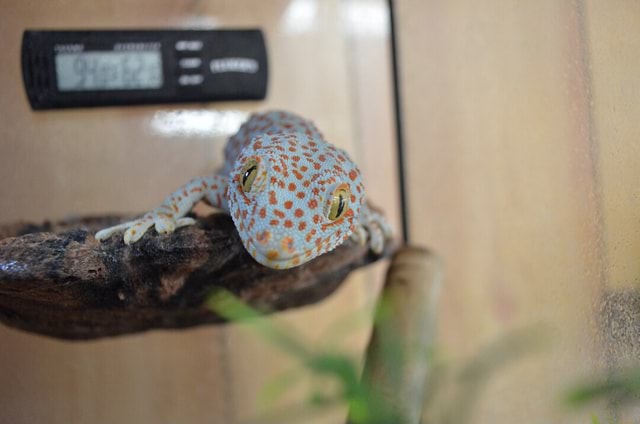 Friendly Tokay Gecko and his mean baby - iFunny Brazil