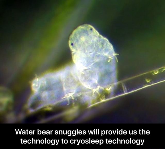Water bear snuggles will provide us the technology to cryosleep ...