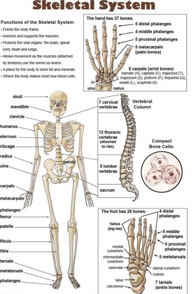 Skeletal System hand has bores. Functions of the Skeletal System ...
