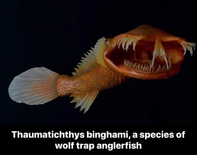 Thaumatichthys binghami, a species of wolf trap anglerfish ...