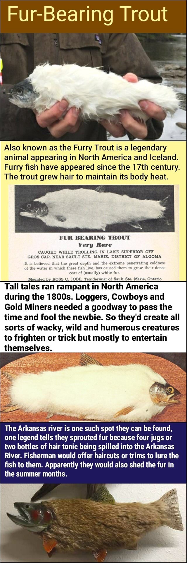 Fur-Bearing Trout Also known as the Furry Trout is a legendary animal ...