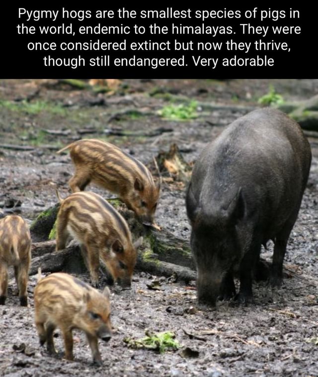 Pygmy hogs are the smallest species of pigs in the world, endemic to ...