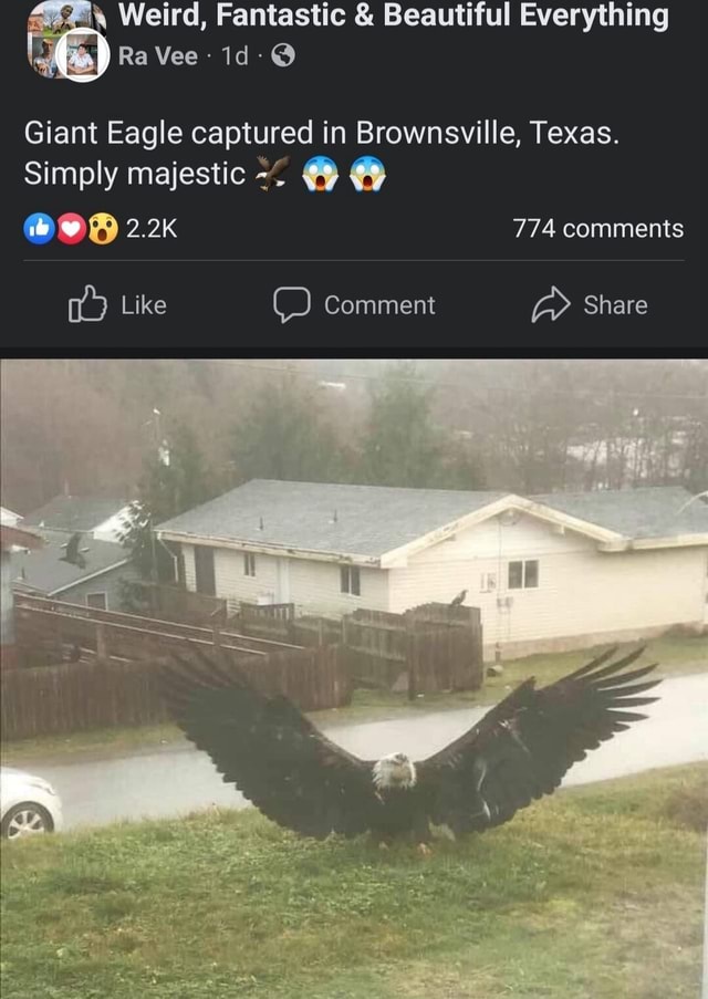 Weird, Fantastic & Beautiful Ra Vee: Everything Giant Eagle captured in ...