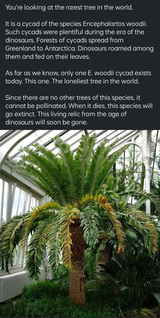 You're looking at the rarest tree in the world. It is a cycad of the ...