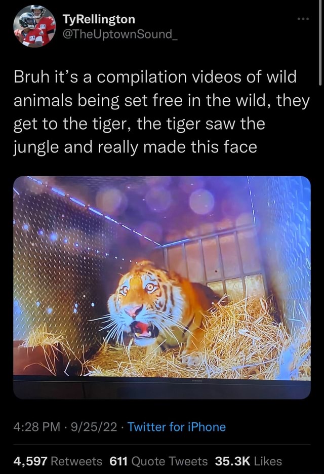 Bruh it's a compilation videos of wild animals being set free in the ...