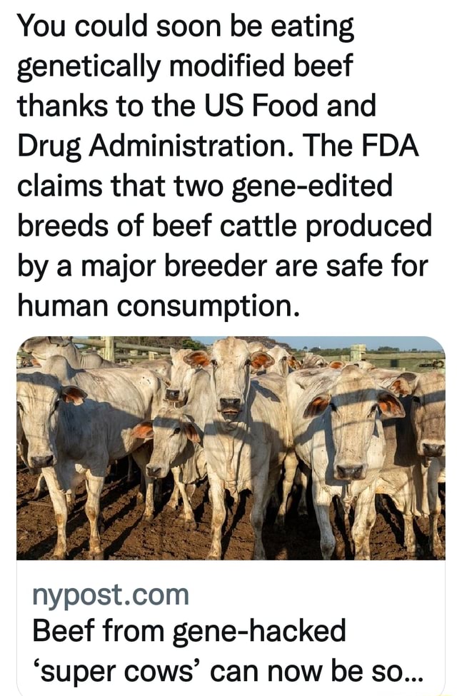 You could soon be eating genetically modified beef thanks to the US ...