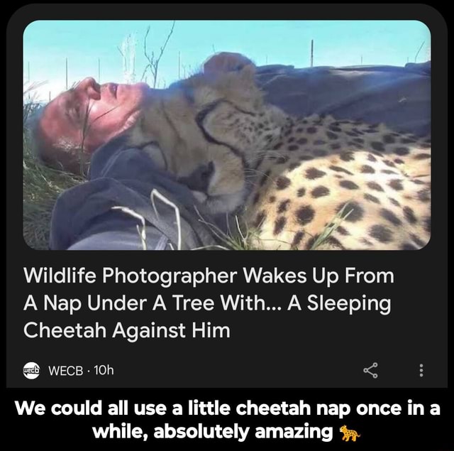 Wildlife Photographer Wakes Up From A Nap Under A Tree With... A ...