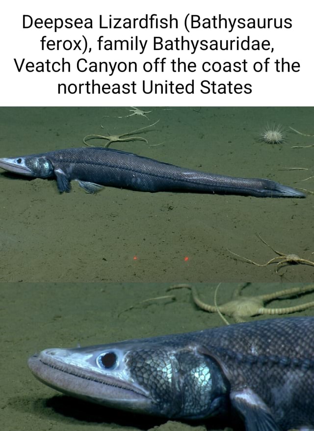 Deepsea Lizardfish (Bathysaurus ferox), family Bathysauridae, Veatch ...
