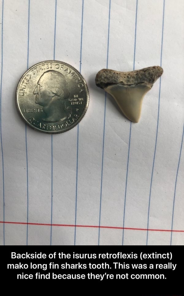 Backside of the isurus retroflexis (extinct) mako long fin sharks tooth ...