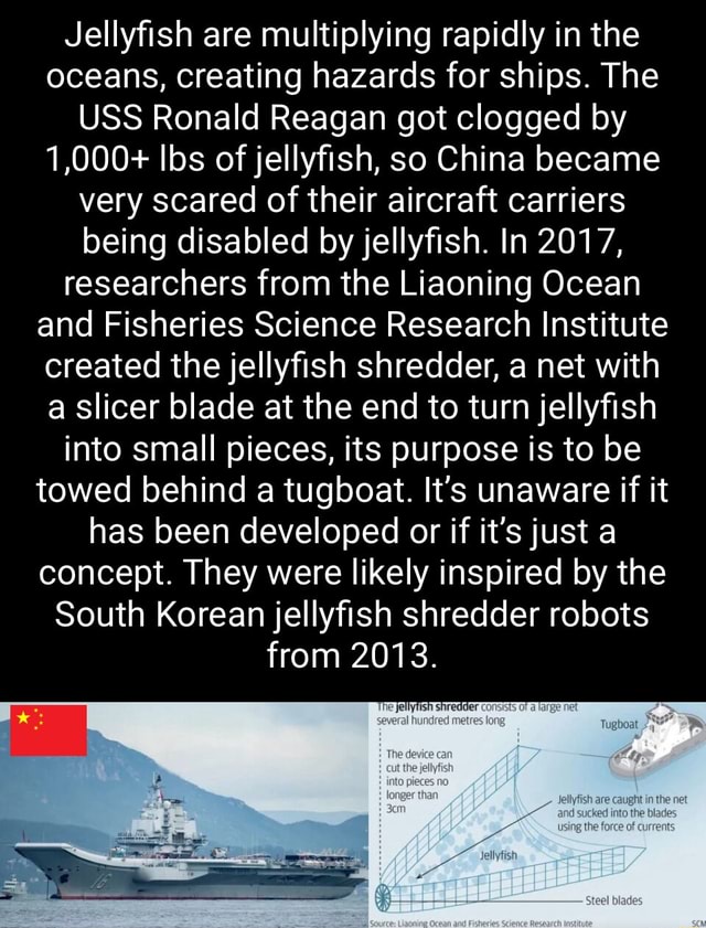 Jellyfish are multiplying rapidly in the oceans, creating hazards for ...