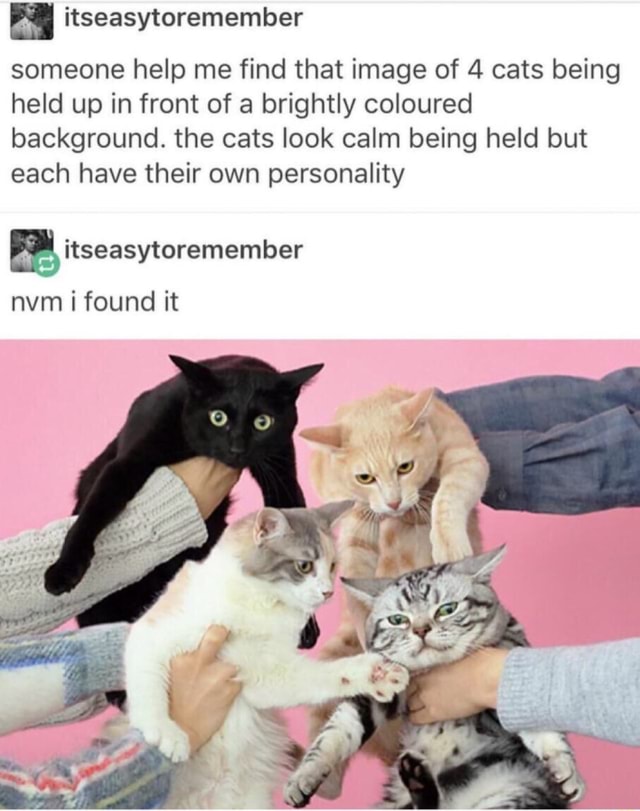 Itseasytoremember someone help me find that image of 4 cats being held ...