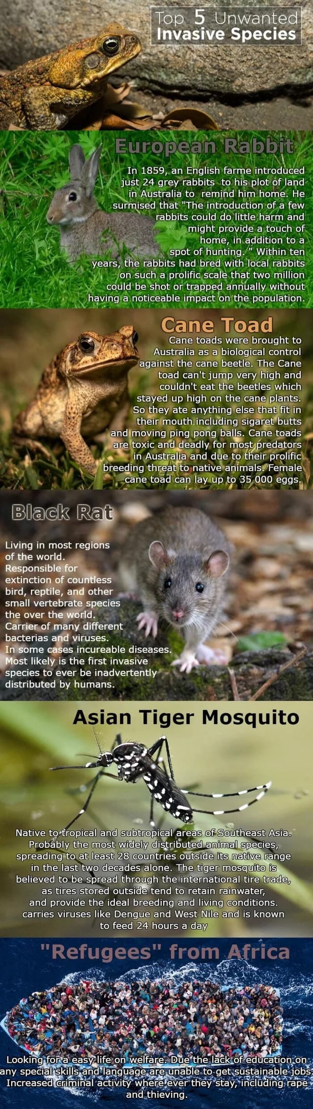 Invasive Species Ra In 1859,.an English farme introduced just 24 grey ...